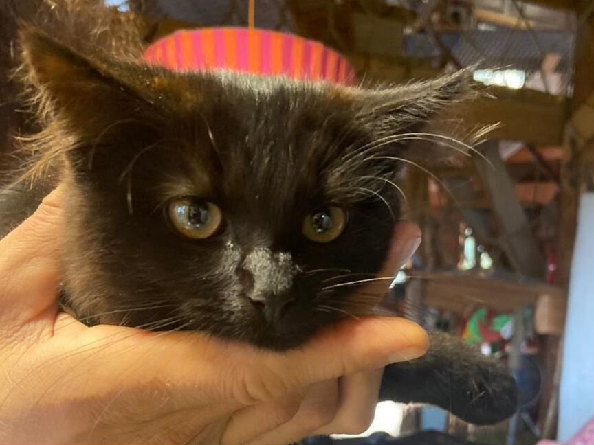 Котята Сибирской кошки