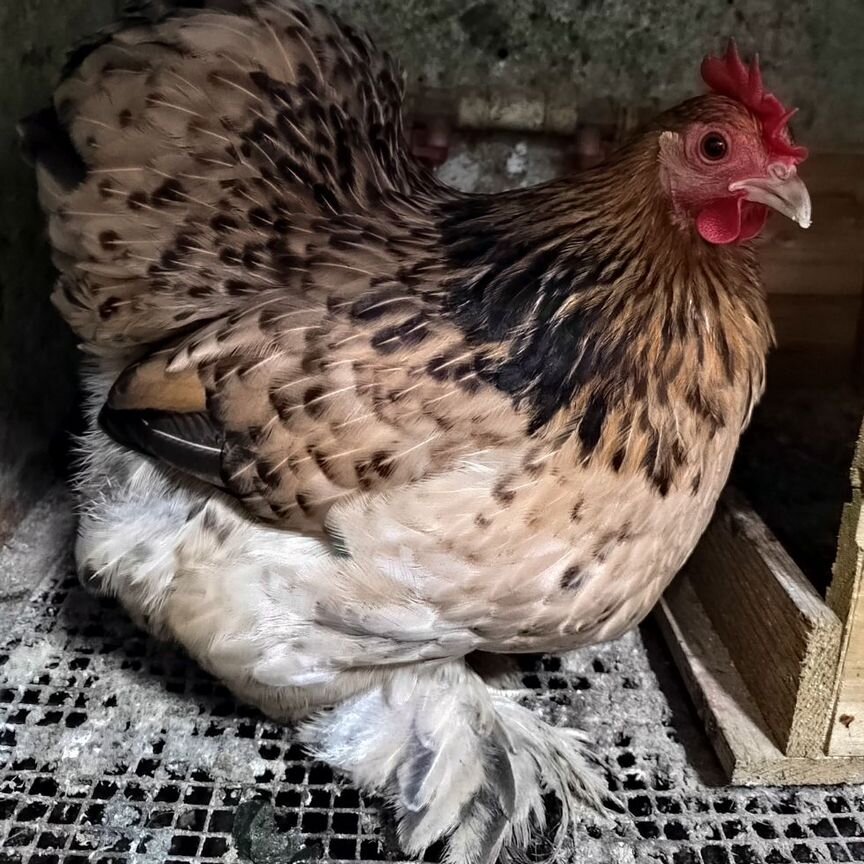 Курочка кохинхин