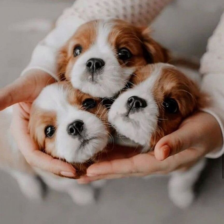 Кавалер кинг-чарльз-спаниель, щенок