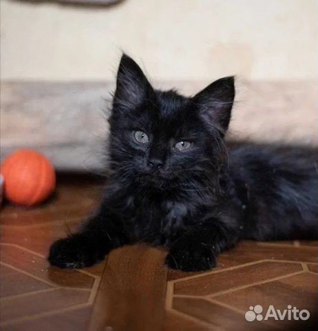 Котяточки в хорошие ручки