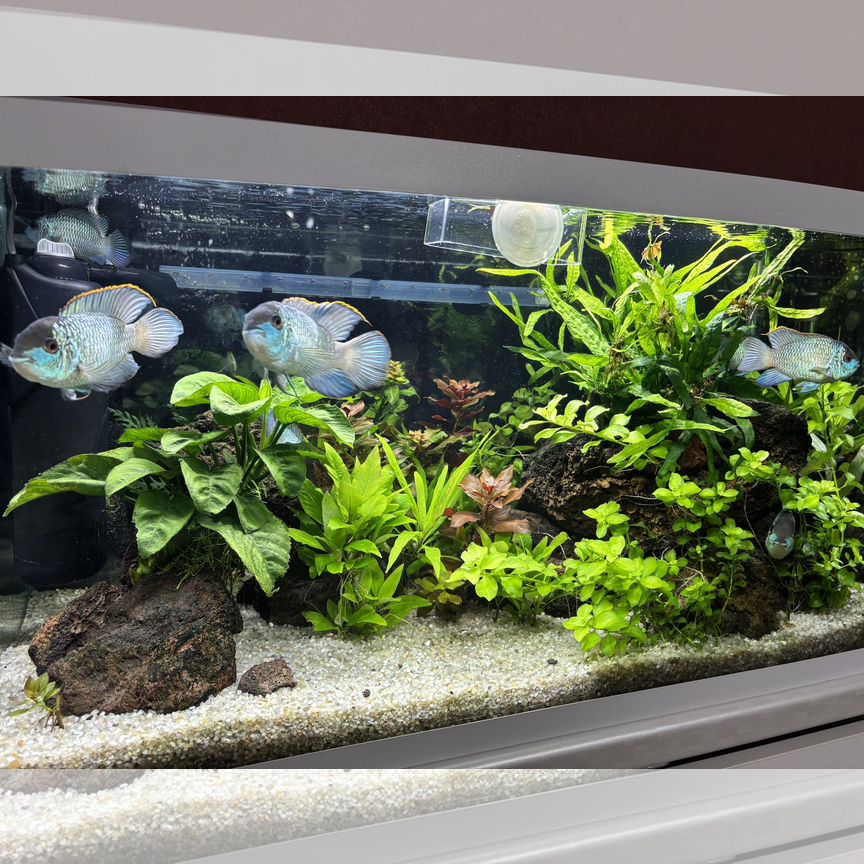 Аквариумные растения