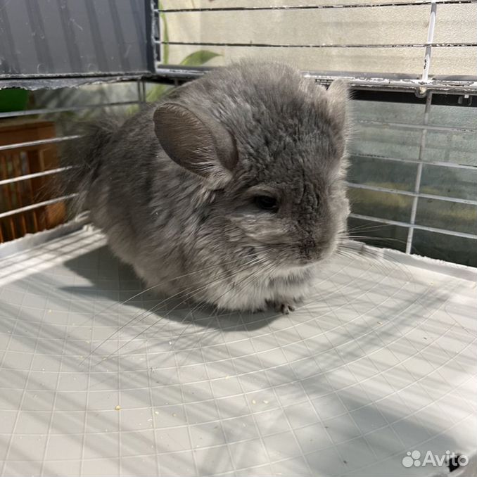 Шиншилла ангора голубая самка