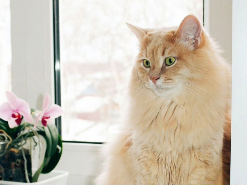 Котик в ответственные руки