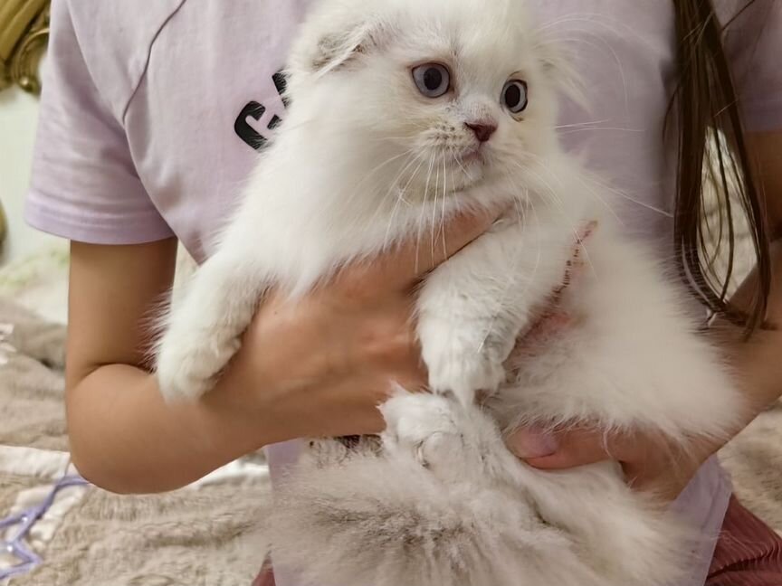 Шотландская вислоухая