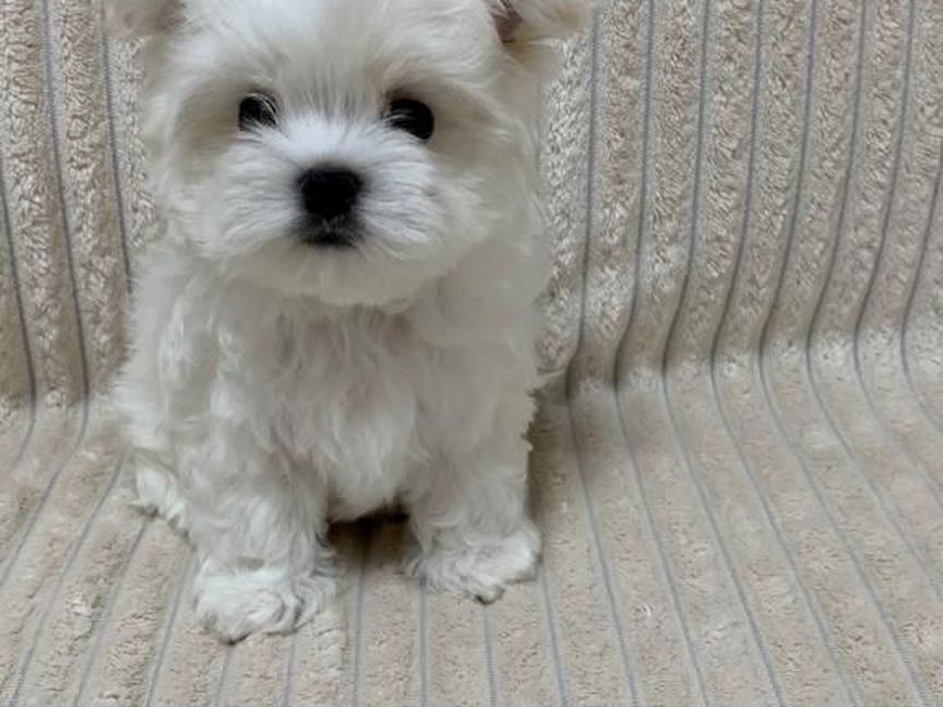 Мальтезе, мальтийская болонка