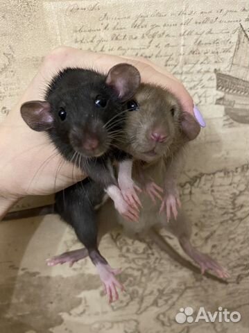 Крысята дамбо мальчики