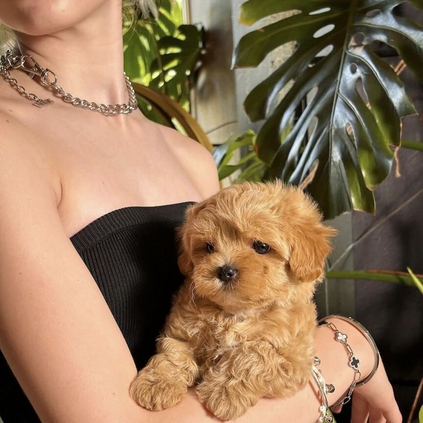 Мальтипу f1 микро