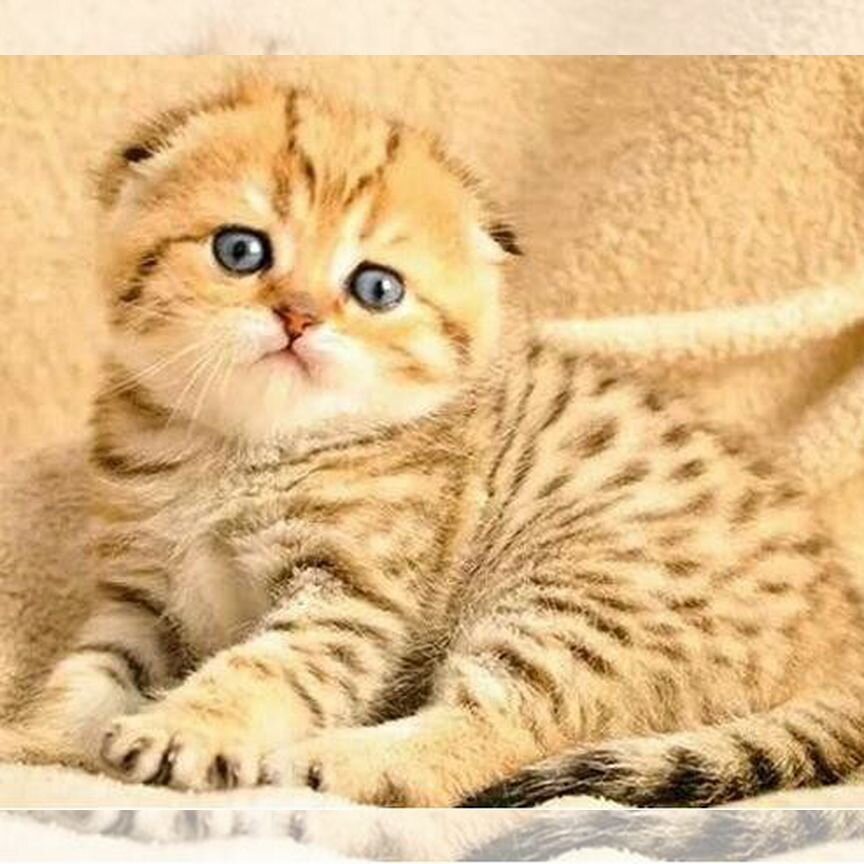 Котик Шотландский Золотой