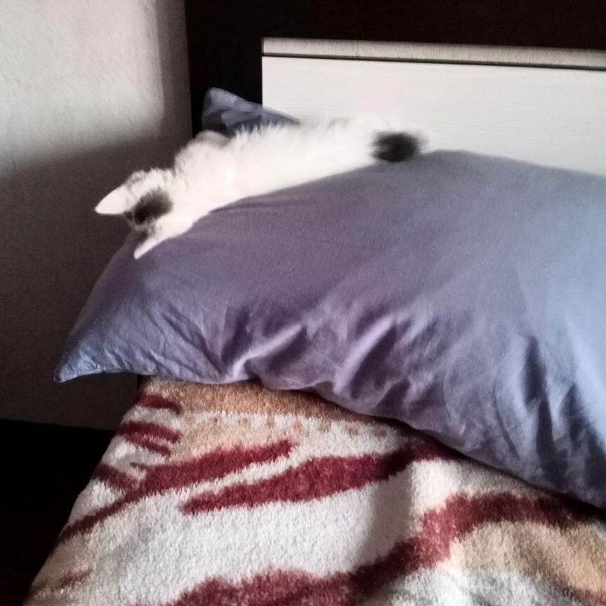 Белый котенок
