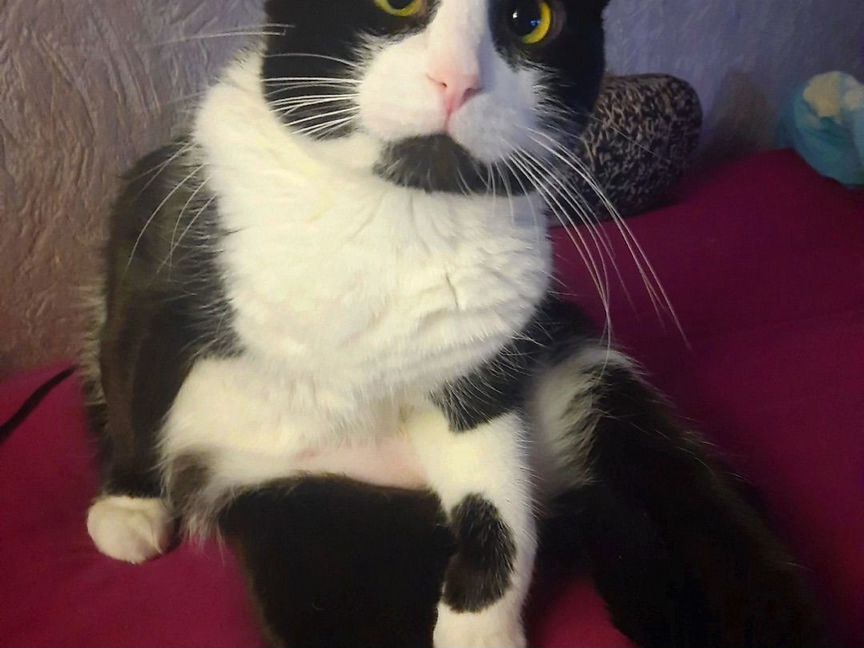 Котик Жульен ищет семью