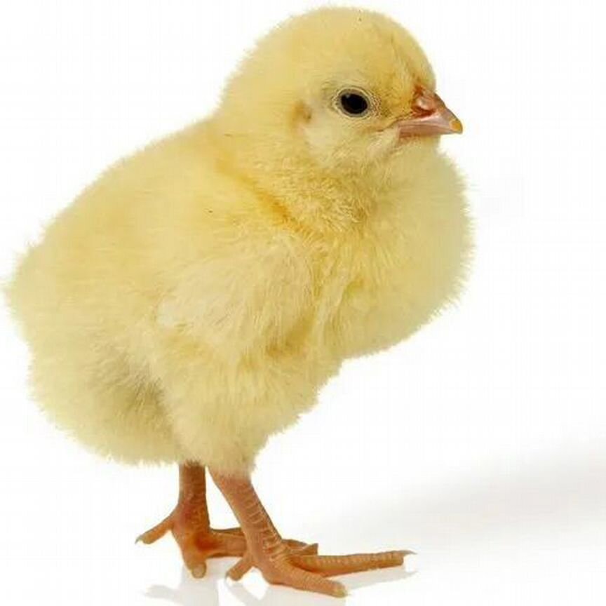 Цыплята бройлеры кобб 500