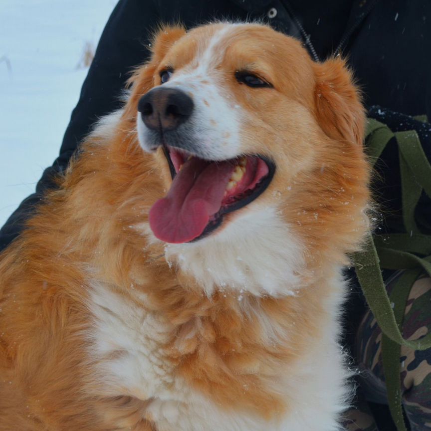 Взрослый пёс в добрые руки