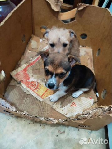 Кутята бесплатно