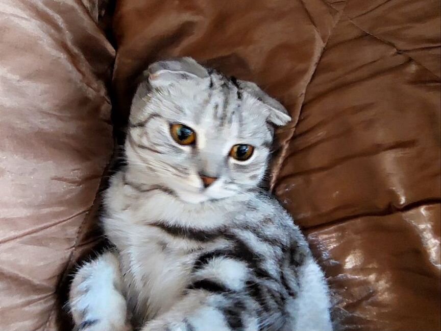 Шотландские вислоухие котята мраморные