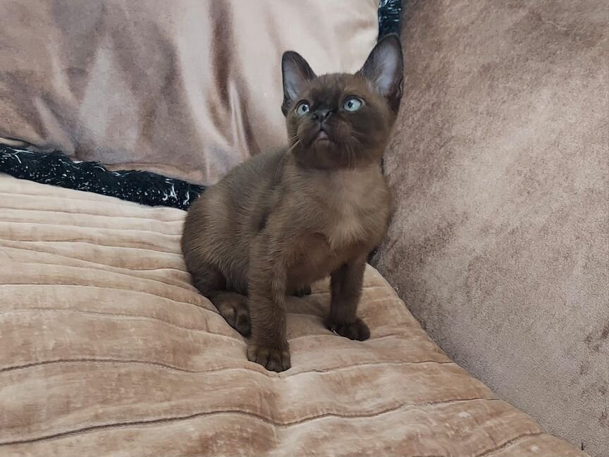 Бурманский отдам