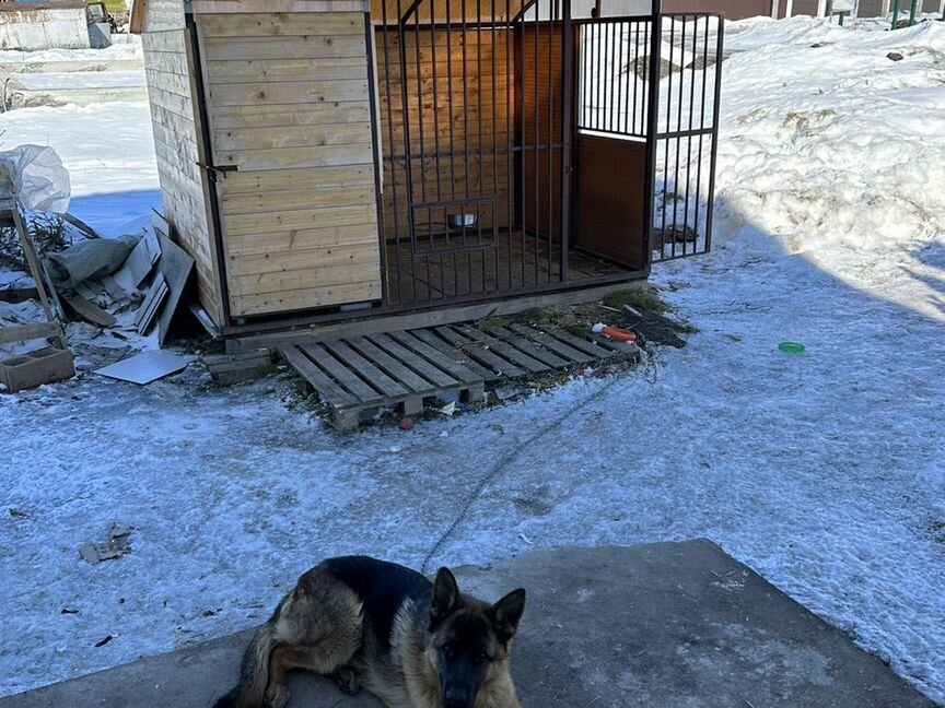 Собака немецкая овчарка