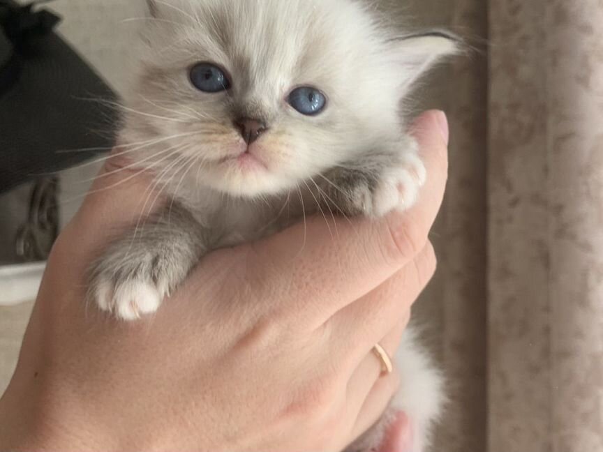 Невская маскарадная котенок