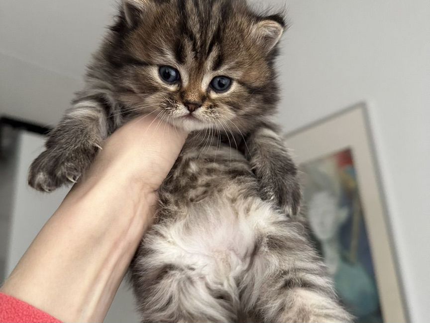 Шотландские котята