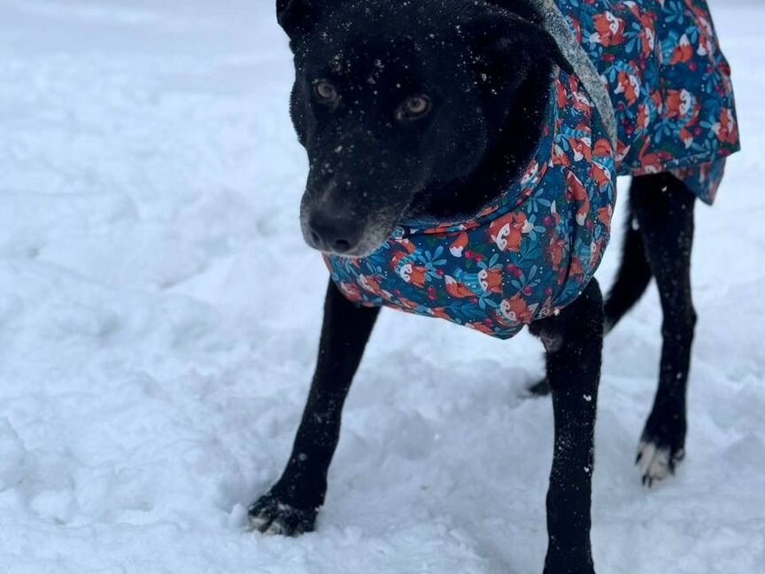 Багира из приюта ищет дом