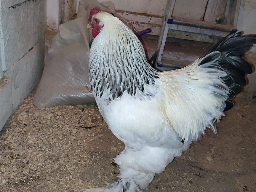 Петух светлая брама