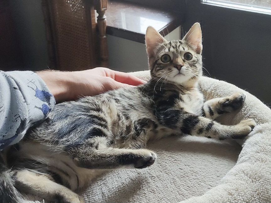 Котята в добрые руки даром