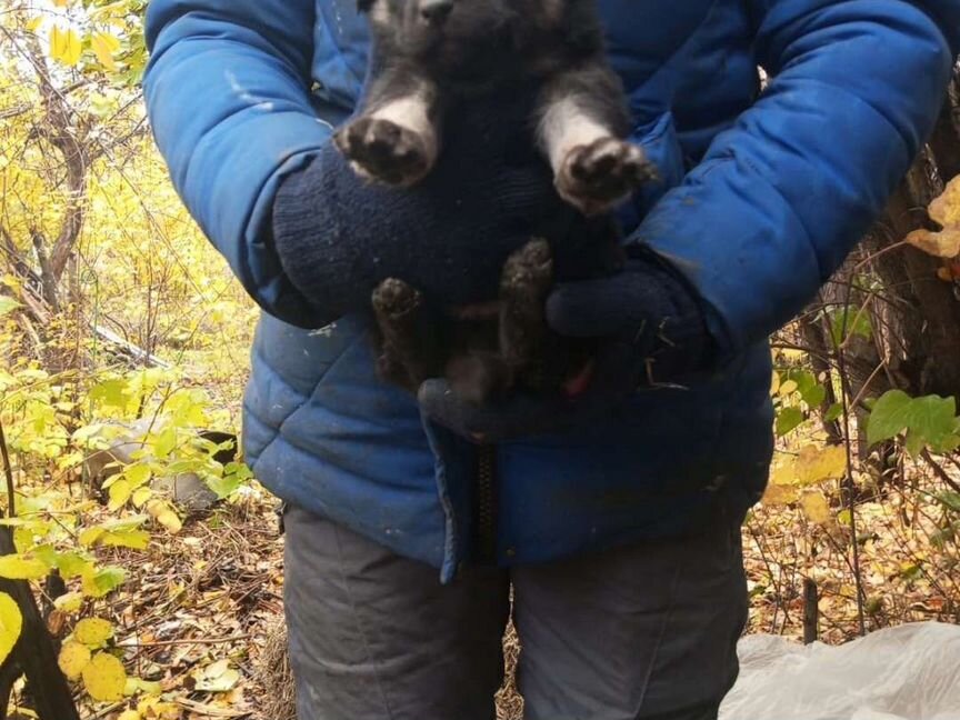 Отдам бесплатно щенки