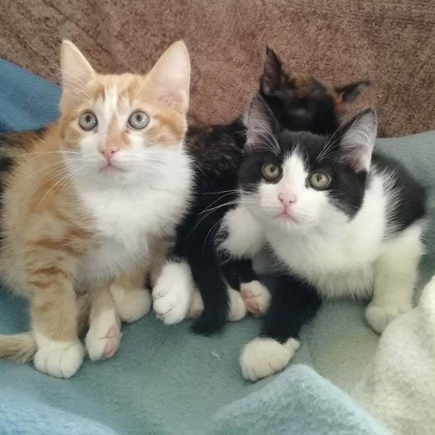 Котята крысоловы
