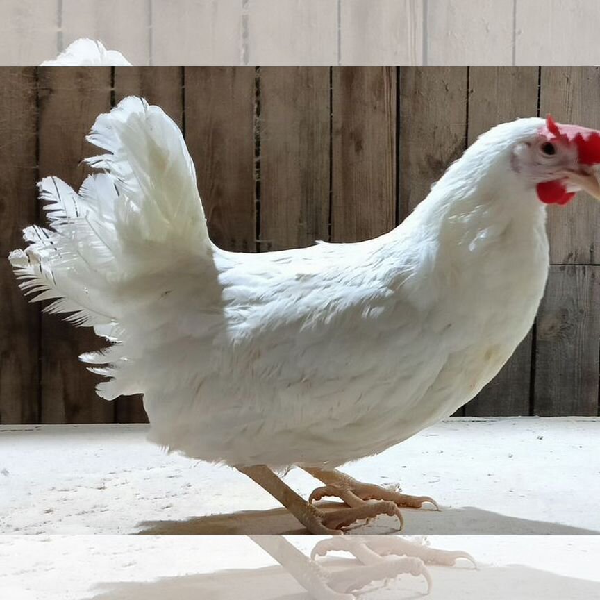 Курочки несушки и молодки