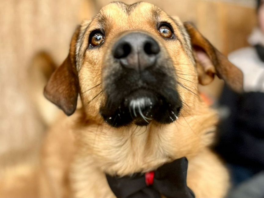 Собака в добрые руки, Смурфик