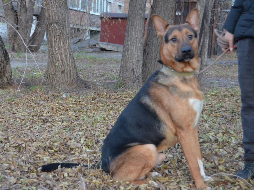 Отдам молодого овчаристого песика