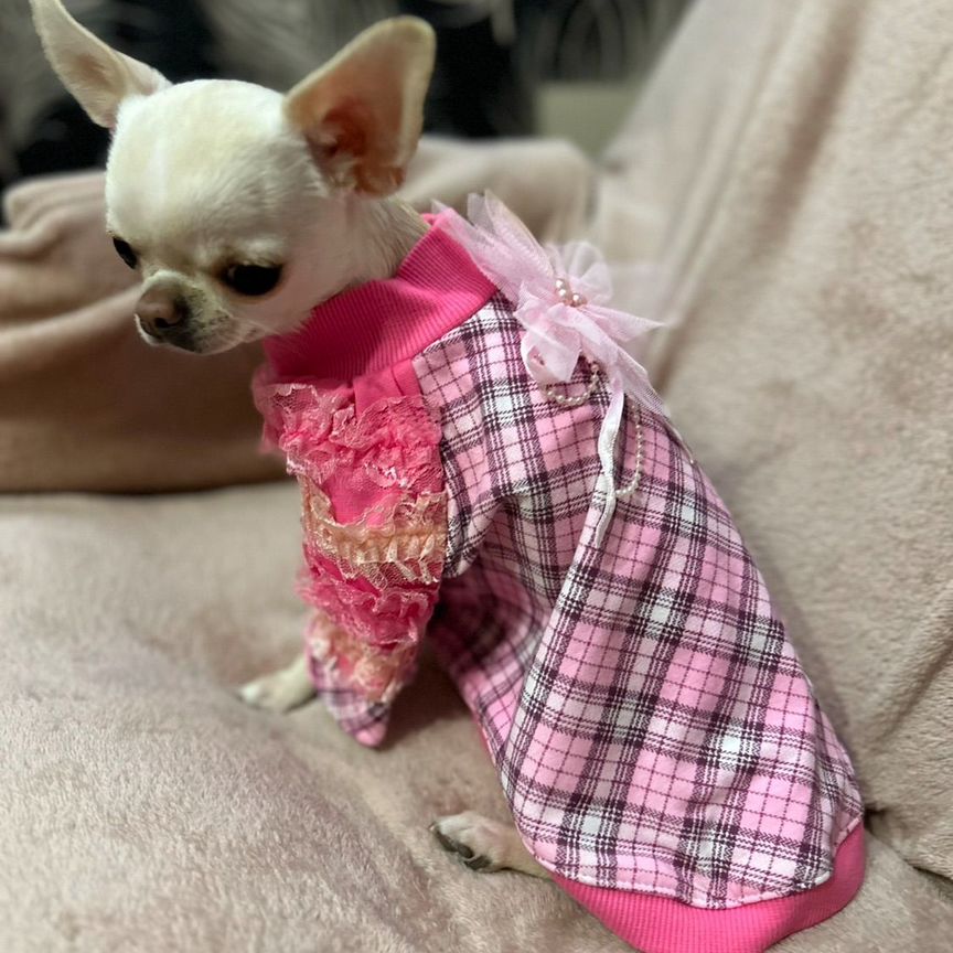 Вещи на маленькую собаку