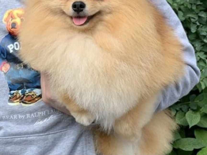 Померанский шпиц