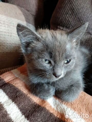 Котята русская голубая бесплатно