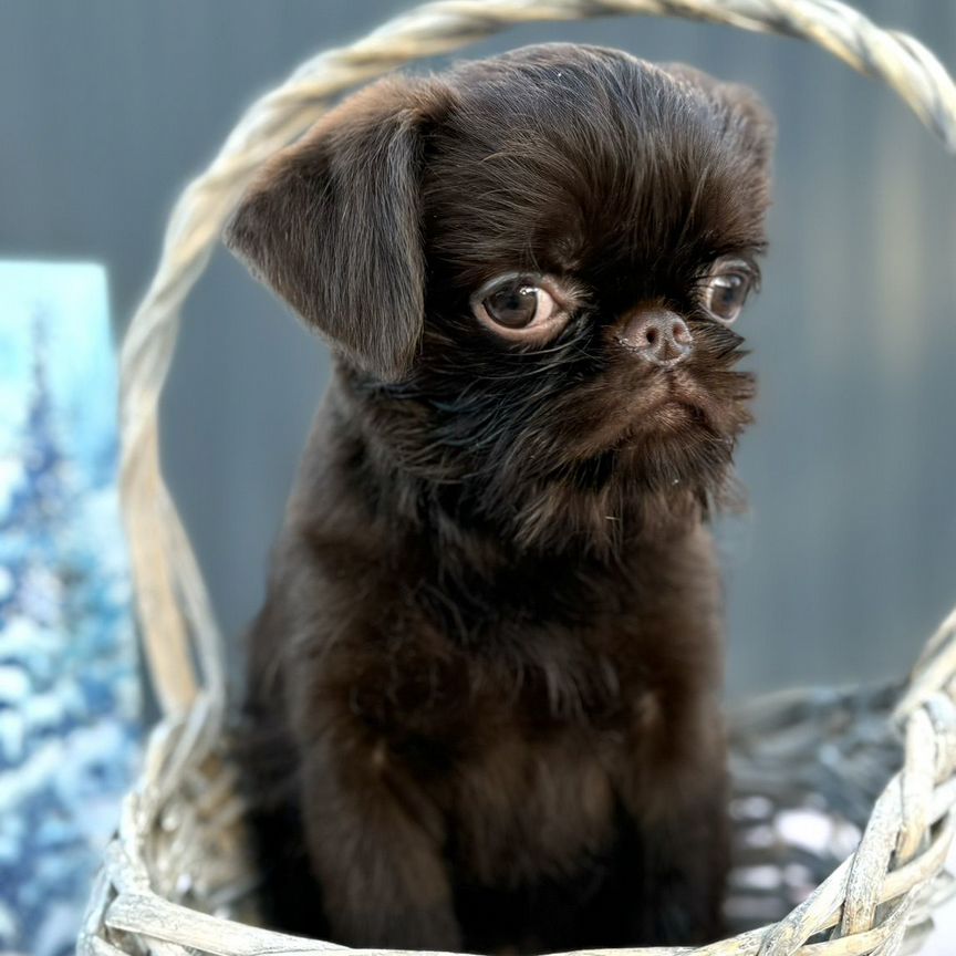 Мальчики шоколадного гриффона