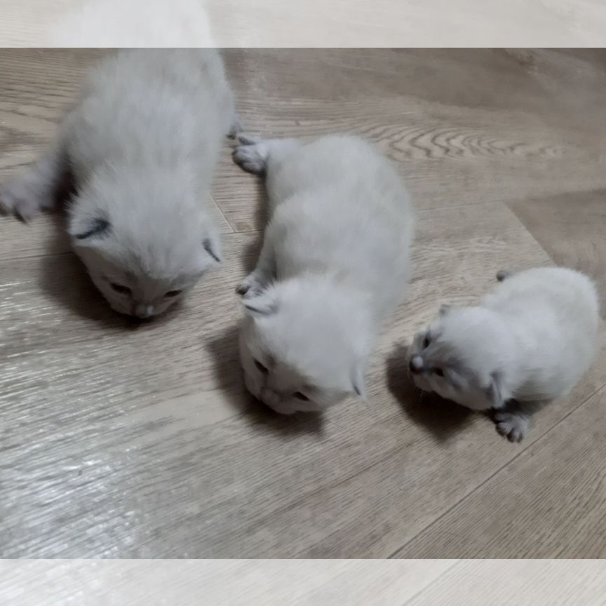 Котята