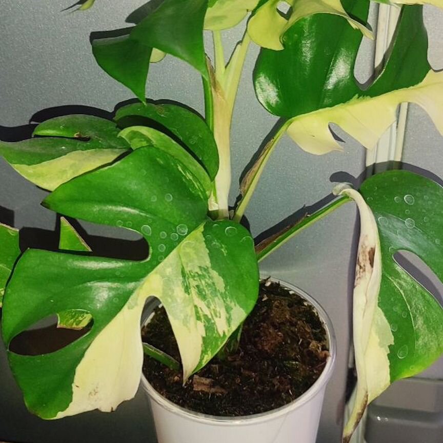 Рафидофора тетрасперма