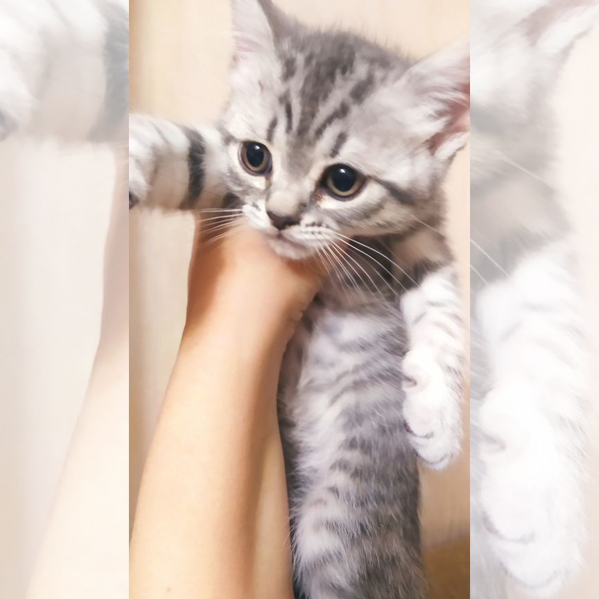 Шотландская