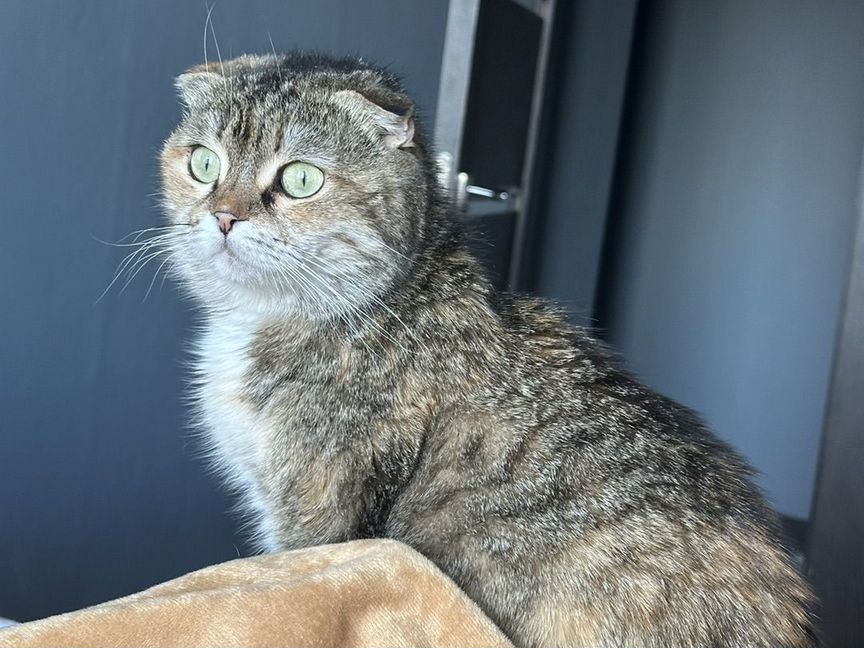 Кошка в добрые руки