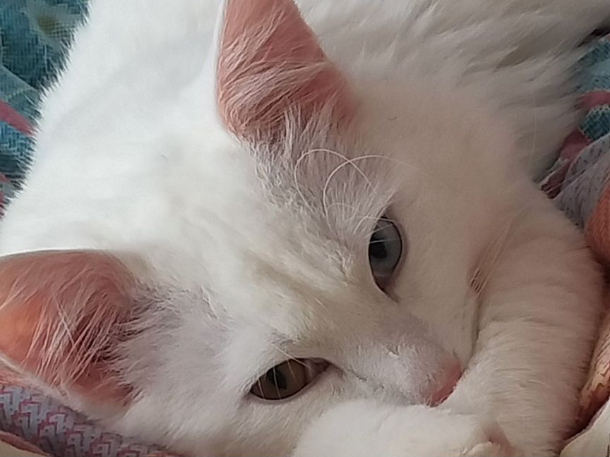 Турецкая ангора