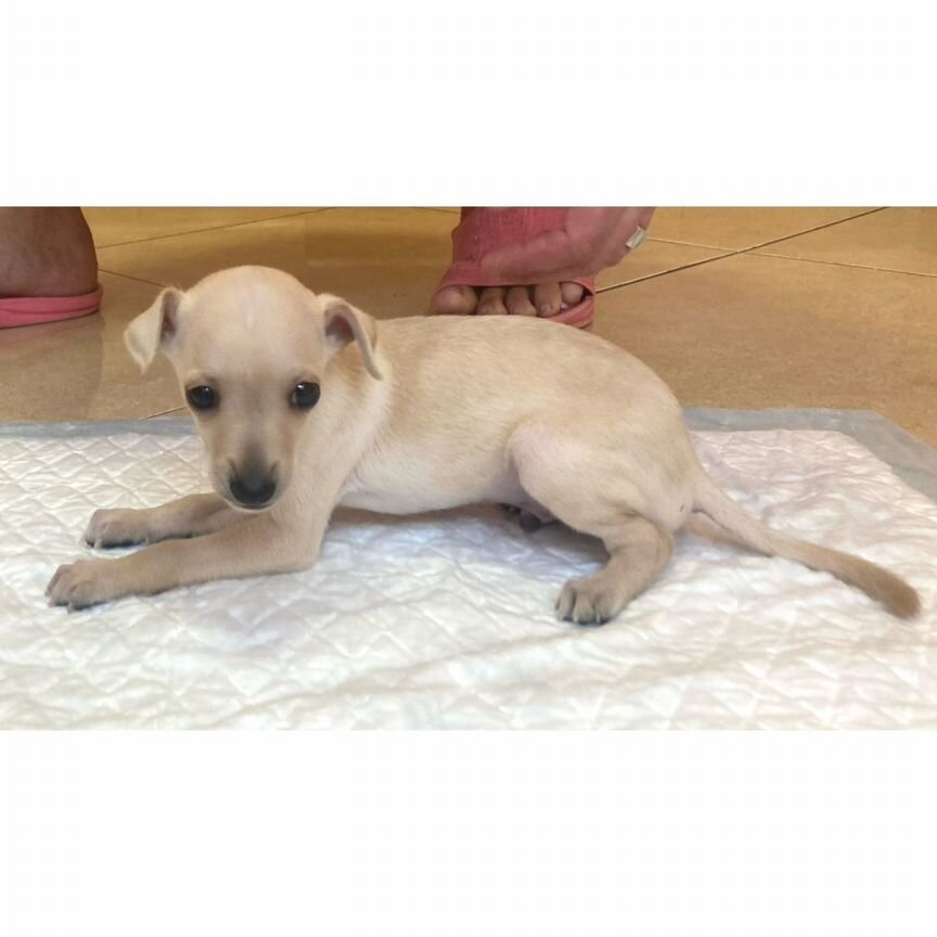 Кремовый мальчик левретки