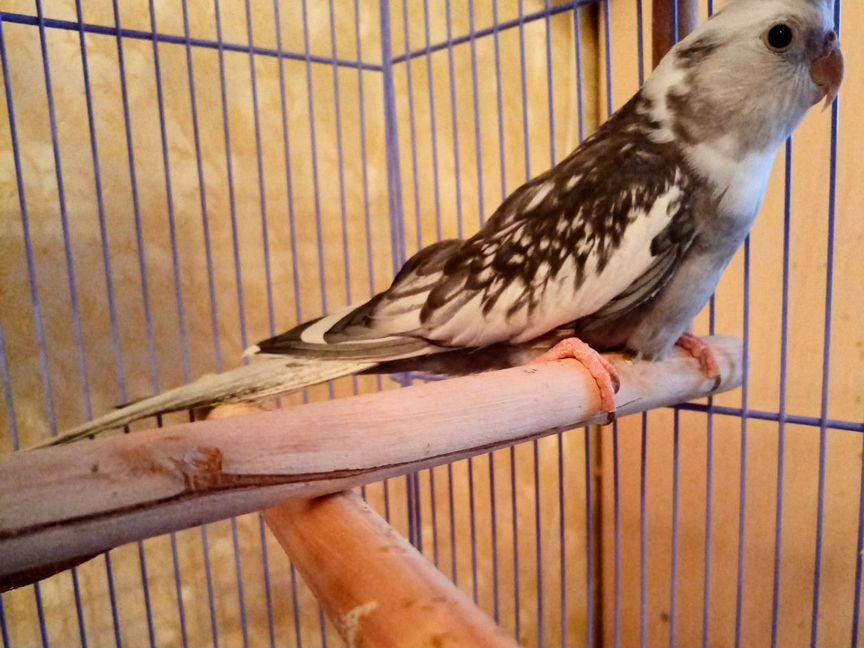 Попугай корелла