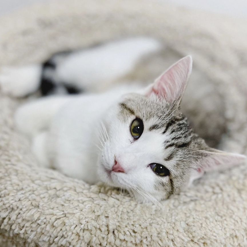 Котёнок в добрые руки