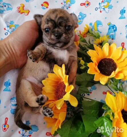 Тигрёнок на подсолнухе,малыш чихуахуа для резерва