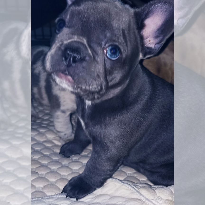 Французский бульдог щенки голубой