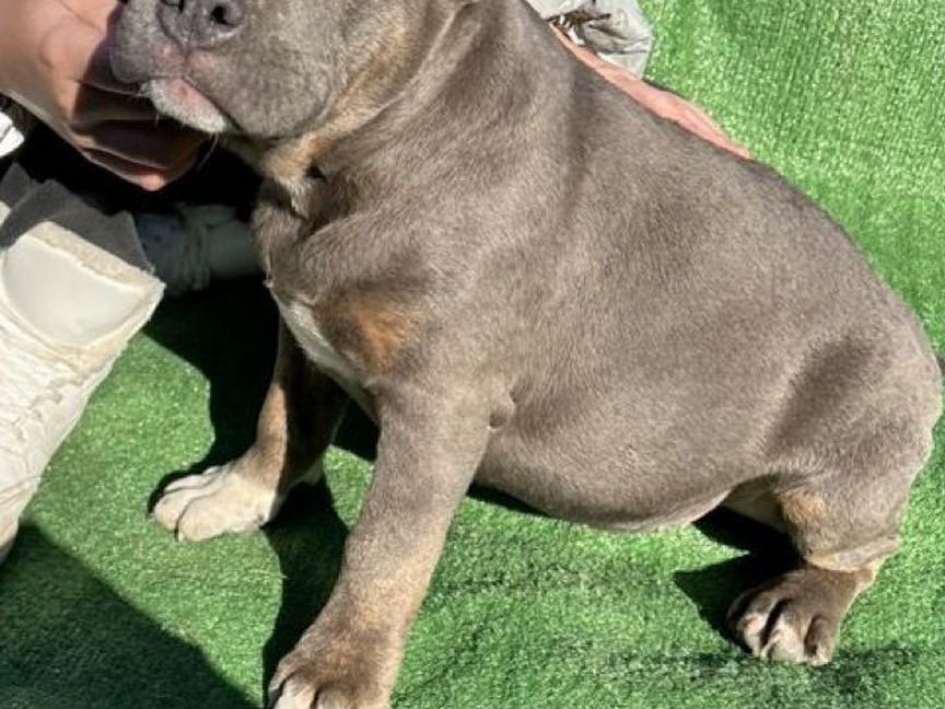 Американского булли щенки