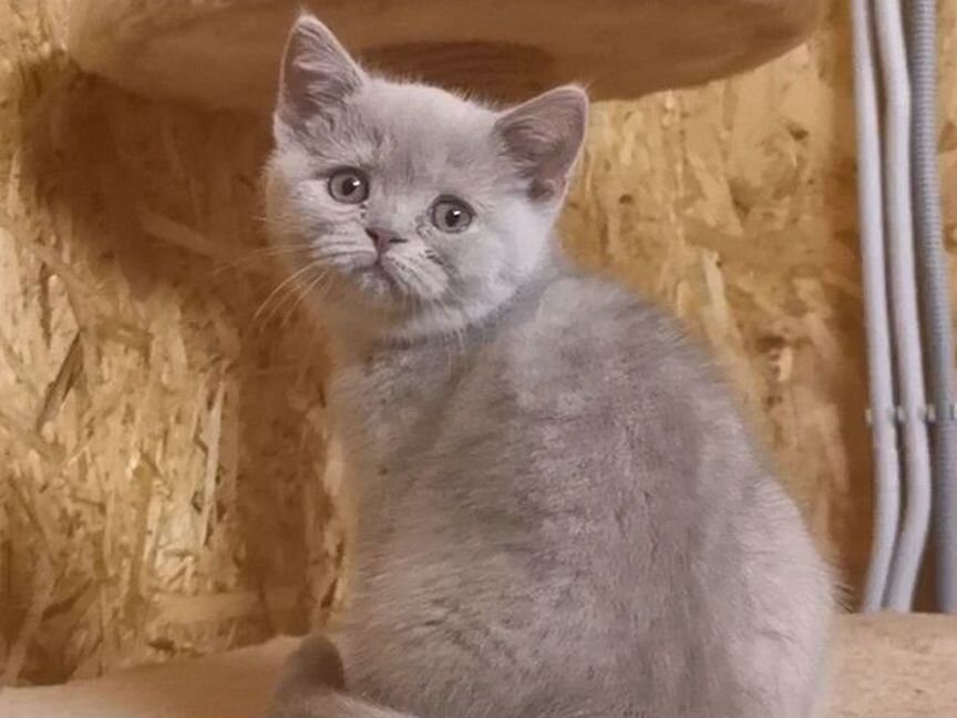 Серая кошечка британские котята фавн лиловый
