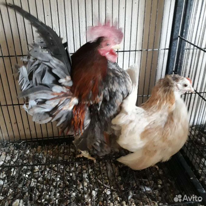 Куры малазийская серама