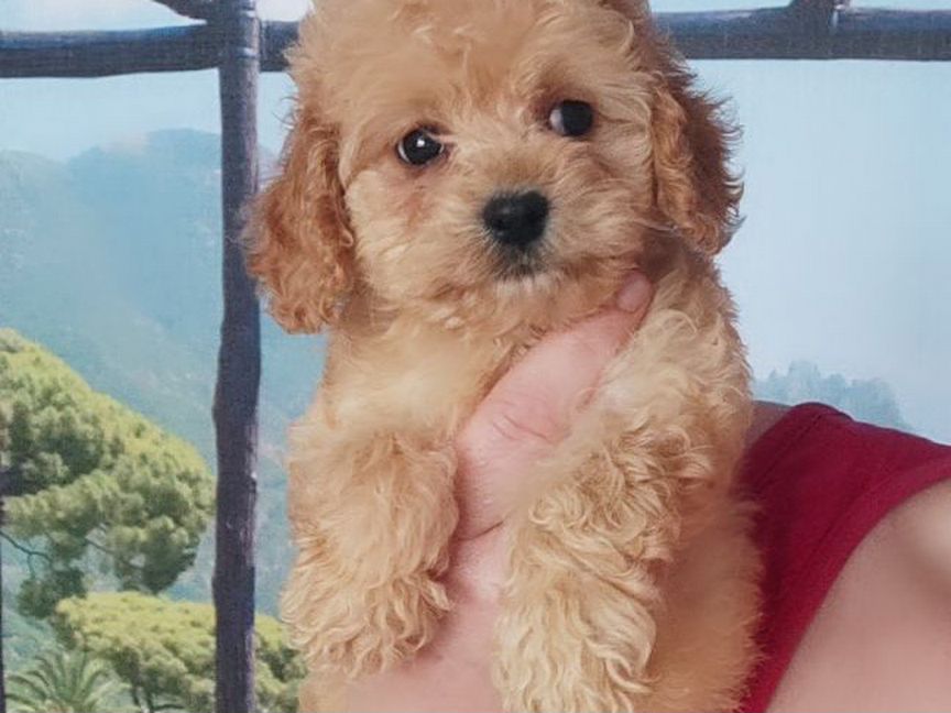 Модные собачки