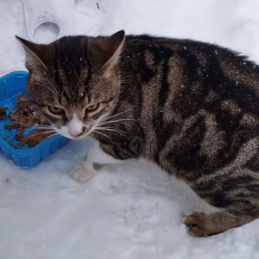 Спасите кота