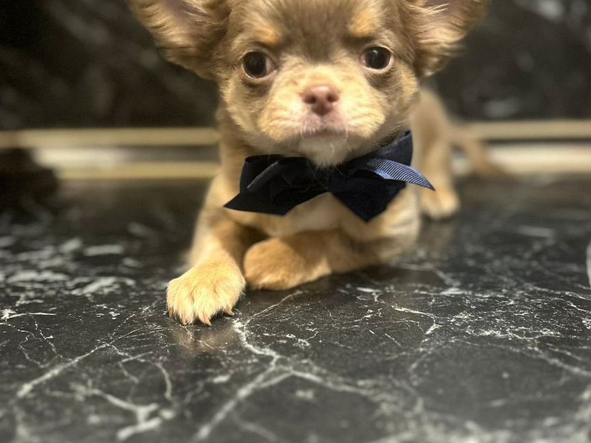 Щенки Чихуахуа